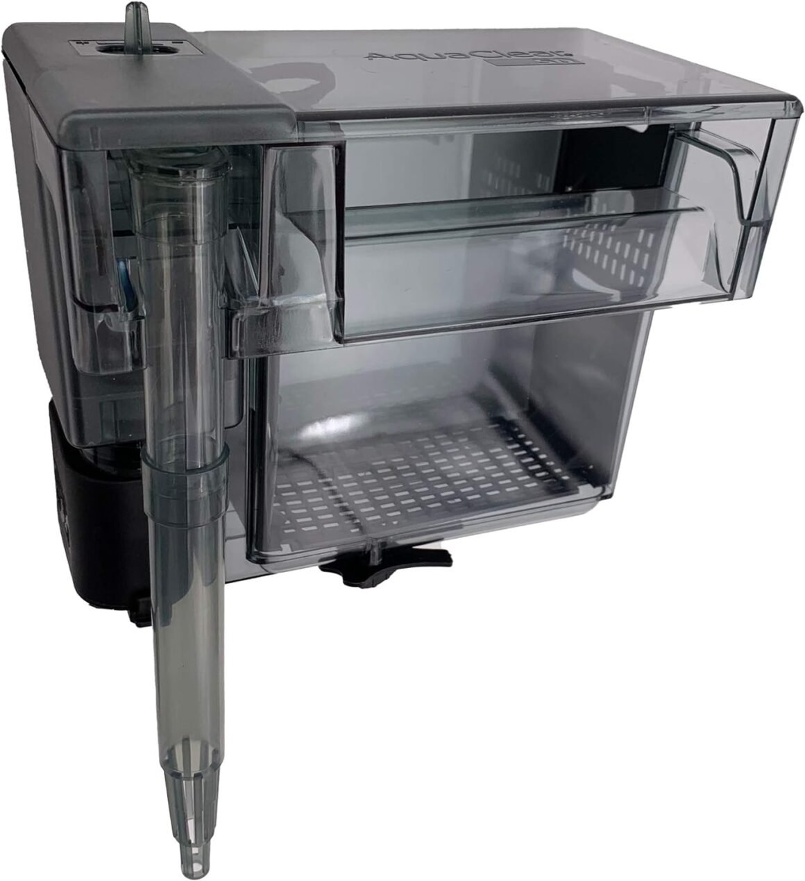 Molly Fish Care Guide: Tank Requirements and Ideal Conditions