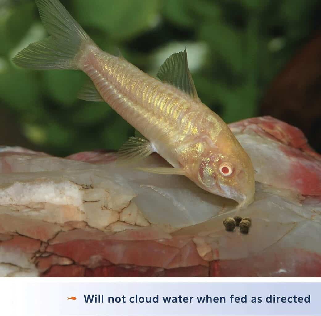 Aqueon Shrimp Pellets Sinking Food Review