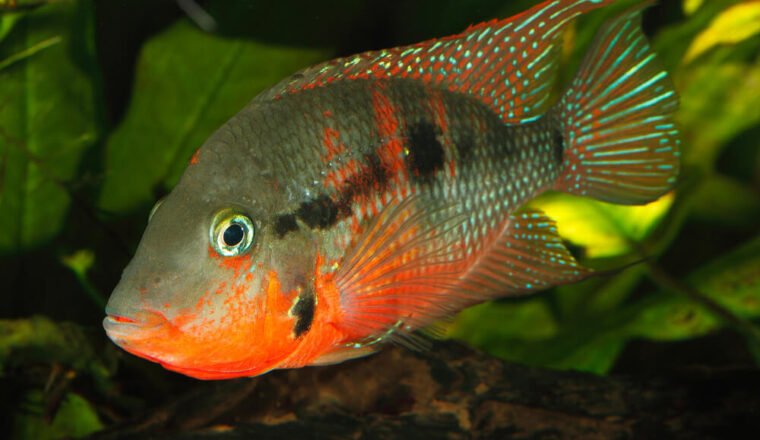 The Mystery of the Male Green Terror Cichlid