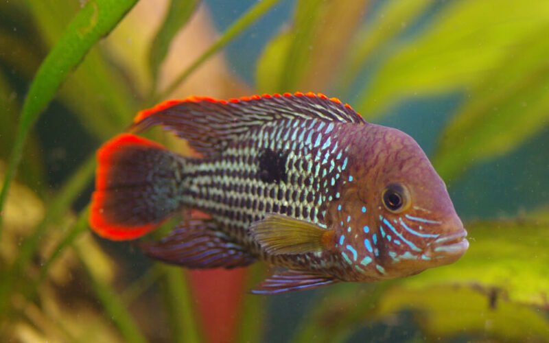 Keeping Green Terror Cichlids: Complete Care Guide for Enthusiasts