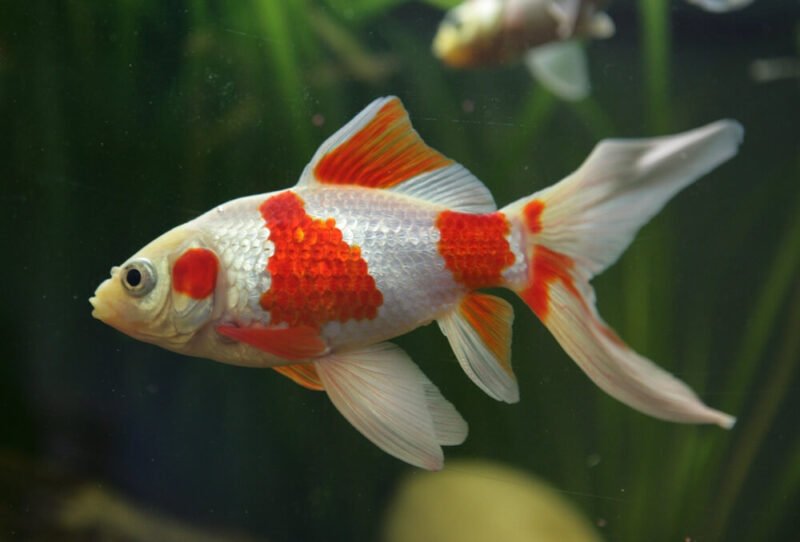 Comet Goldfish: Care Guide, Tank Setup and Maintenance Tips