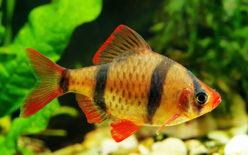 The Ultimate Tiger Barb Species Profile: Behavior, Habitat and Care Tips