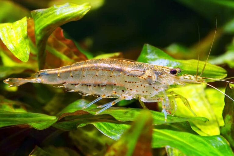 Tips for Keeping Shrimp and Snails in a Community Tank