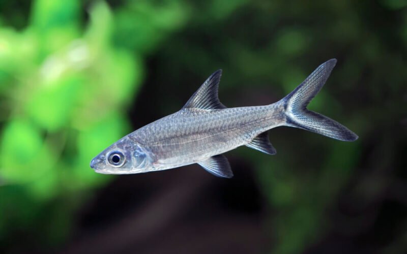 Bala Shark: Care, Tank Setup and Suitable Tankmates