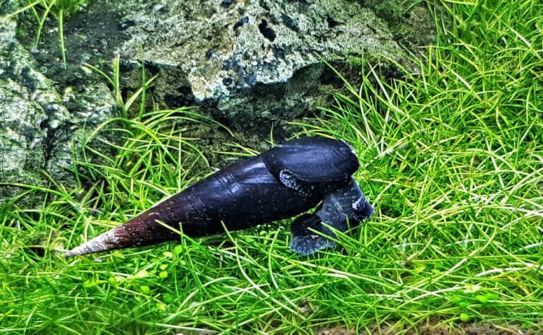 Tips for Keeping Shrimp and Snails in a Community Tank