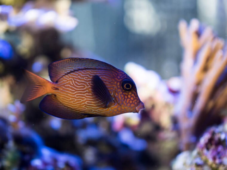 Bicolor Angel Fish: Care Tips and Tank Setup