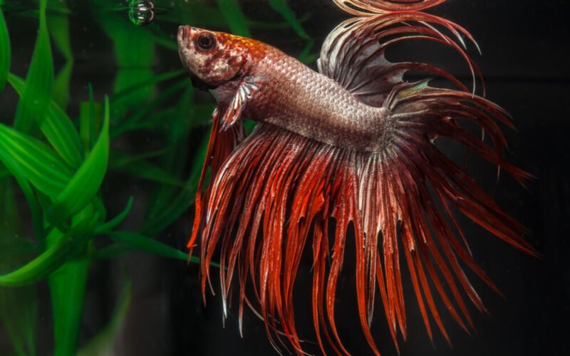 Crowntail Betta: Care Tips for Stunning Fish Varieties