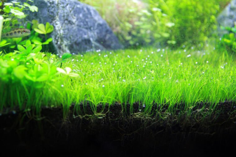 Dwarf Hairgrass: Ultimate Care Guide for Aquascaping