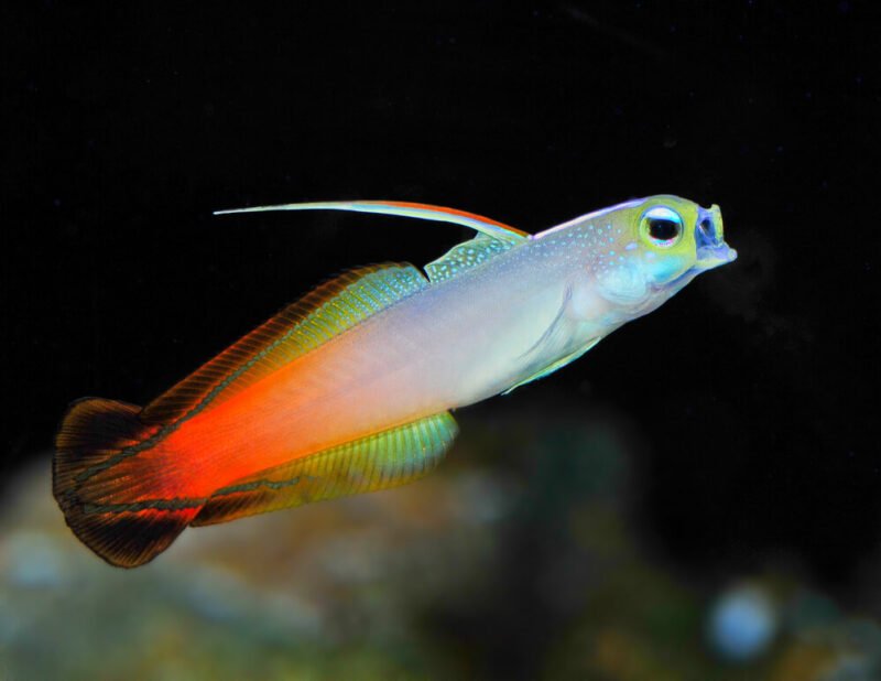 Bicolor Angel Fish: Care Tips and Tank Setup