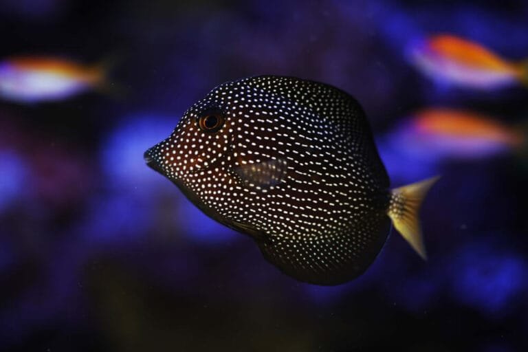 Blue Tang (Hippo Tang) 101: A Complete Dive into Care, Habitat and Facts