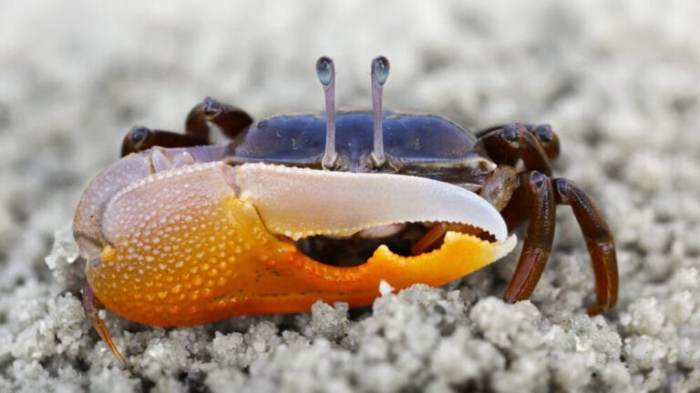 Gold Claw Crab Care Tips: Setting Up a Crab-Friendly Environment