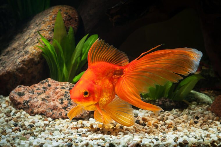 Red Devil Crab: Discover Care Tips, Habitat and Fascinating Facts
