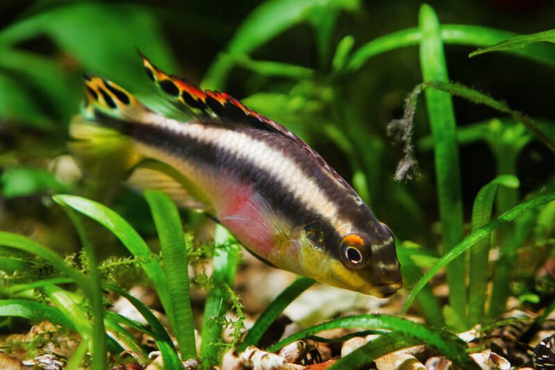 Kribensis Cichlid: Behavior and Tank Setup Recommendations