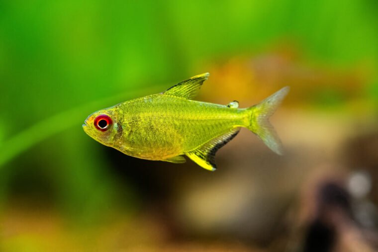 Lemon Tetra Care: Tank Requirements and Breeding Tips