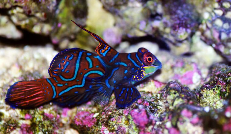 Neon Goby: Behavior, Habitat and Interesting Facts