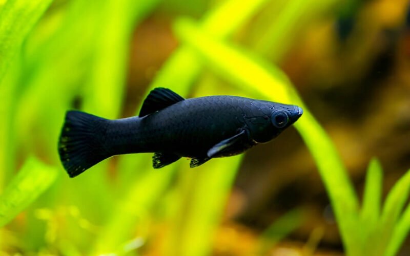 Molly Fish Care Guide: Tank Requirements and Ideal Conditions