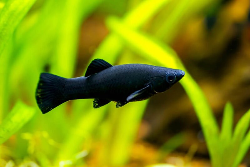 Molly Fish Care Guide: Tank Requirements and Ideal Conditions