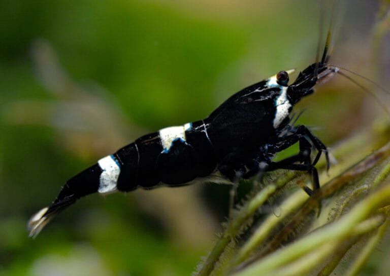 Grass Shrimp Care: Habitat Insights and Tank Compatibility