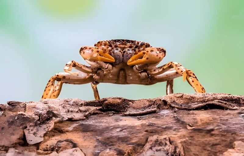 Panther Crabs Unveiled: Keeping and Caring for Your Crustaceans