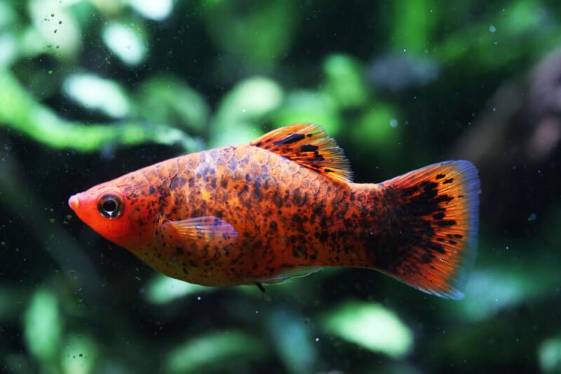 Platy Fish Care: Tank Setup and Breeding Information