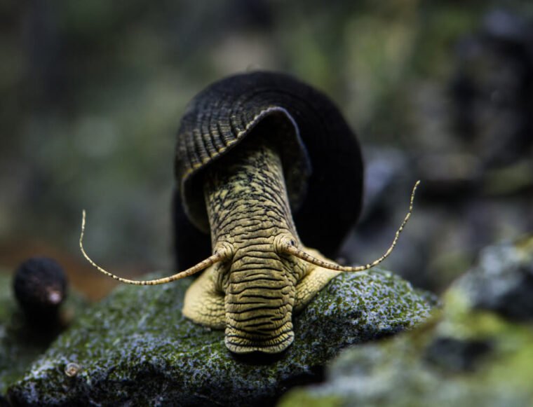 Rabbit Snails: Unique Traits and Tank Setup Essentials