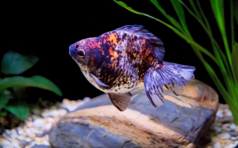 Ryukin Goldfish Care: Proper Housing and Feeding