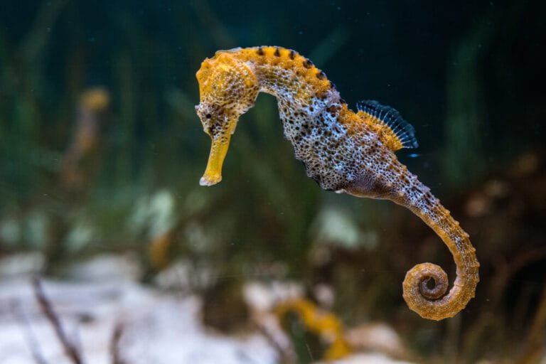 Seahorse Guide: Habitat, Reproduction and Feeding Regimen