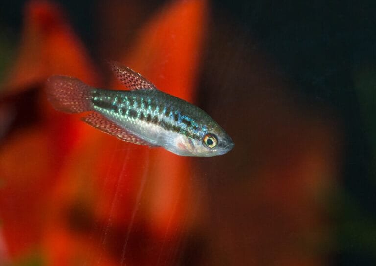 Dinosaur Bichir: Ancient Living Fossil Fish | Care Guide & Facts