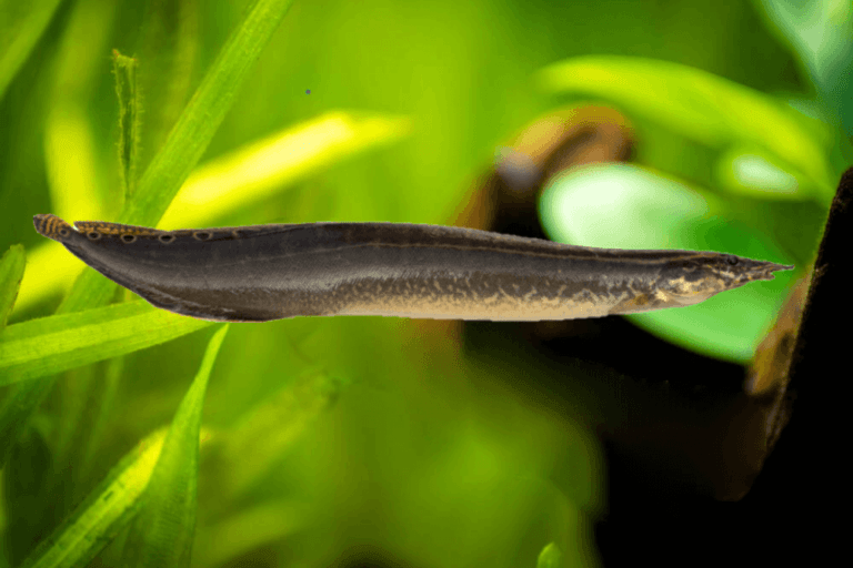 Peacock Eel: Care Tips for Unique Aquarium Residents
