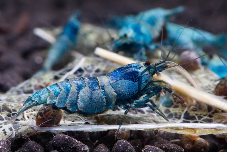 Coral Banded Shrimp: Behavior, Feeding and Tank Needs