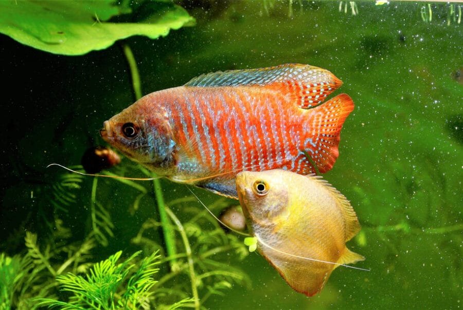 The Complete Guide to Honey Gourami Care: Tank Setup and Health Tips