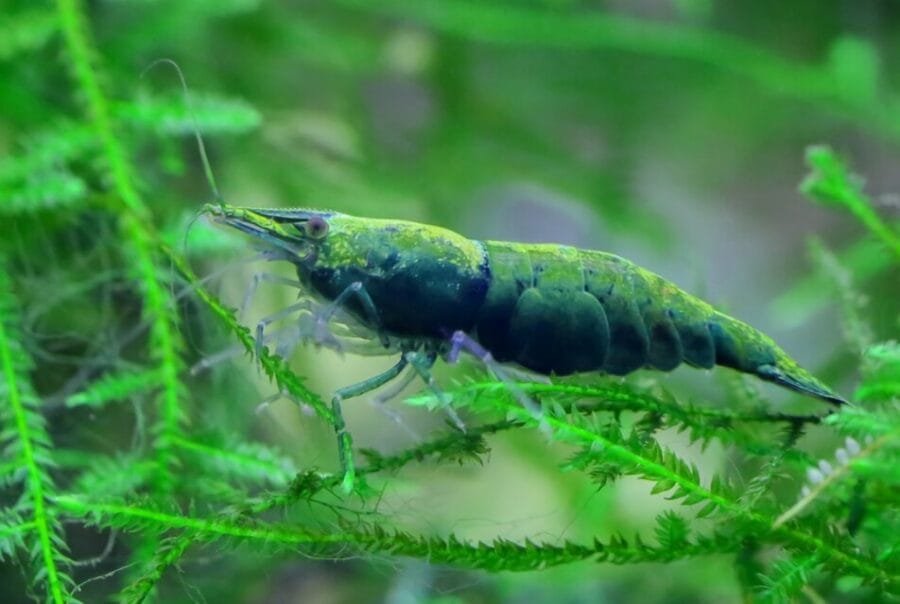 Red Rili Shrimp: A Complete Care Guide And Breeding Tips
