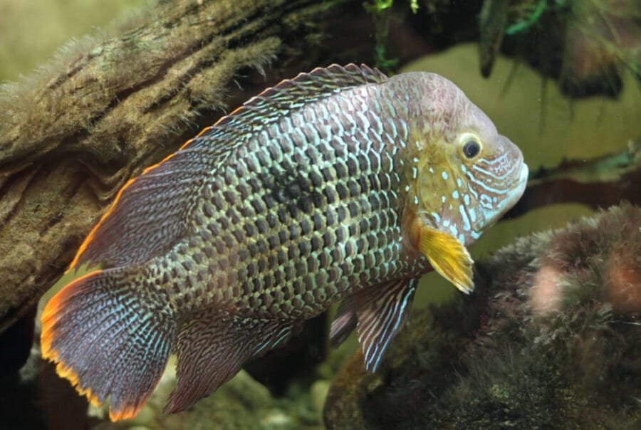 Bucktooth Tetra: Care Guide for a Unique Aquatic Species