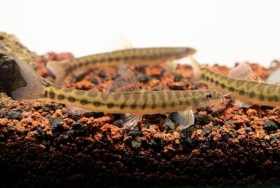 Complete Guide to Kuhli Loach Care: Tank Setup, Diet and Behavior